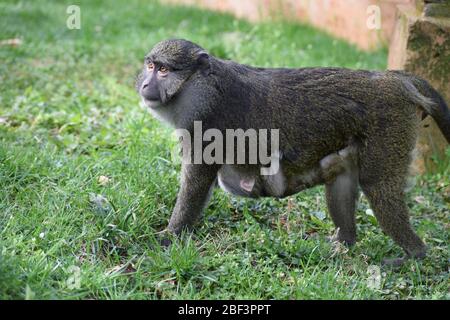 Allen's Swamp Monkey (Allenopithecus nigroviridis) adult, sitting in ...
