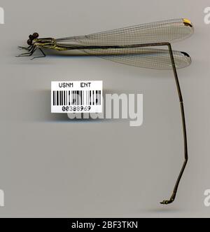 Mecistogaster linearis. 6 Jul 20161 Mecistogaster linearis Stock Photo ...