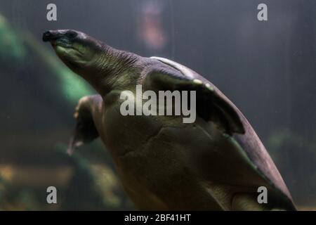 Fly River Turtle. Species: insculpta,Genus: Carettochelys,Family ...