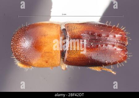 Monarthrum ferrarii. 6 Nov 20171 Monarthrum ferrarii Stock Photo - Alamy