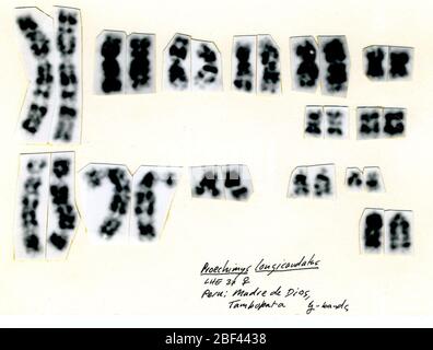 Proechimys brevicauda. 3 Dec 20191 Stock Photo - Alamy