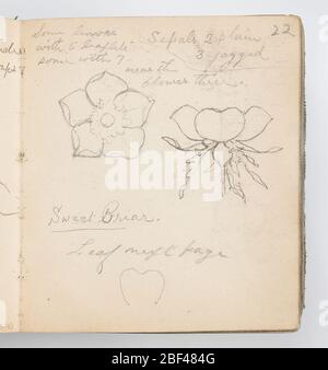 Flower. Leaf 7 Recto from a sketchbook with 60 sheets Stock Photo - Alamy