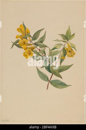 yellow jessamine (Gelsemium sempervirens Stock Photo - Alamy