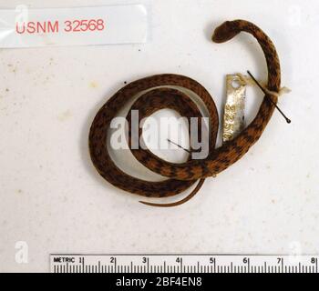 Ninia maculata. 6 Aug 20141 Stock Photo - Alamy