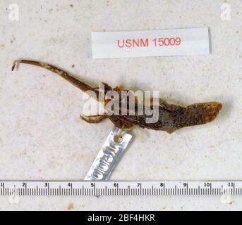 Microlophus albemarlensis. 2 Oct 20181 Stock Photo - Alamy