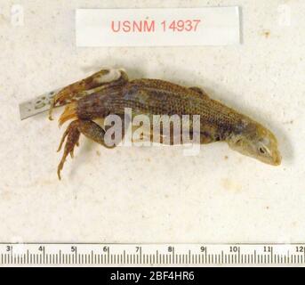 Microlophus albemarlensis. 2 Oct 20181 Stock Photo - Alamy