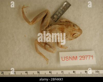 Craugastor rugulosus. 6 Aug 20141 Stock Photo - Alamy