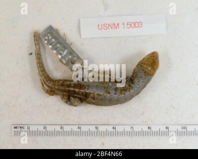 Microlophus albemarlensis. 2 Oct 20181 Microlophus albemarlensis Stock ...