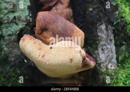 Fistulina hepatica, known as beefsteak fungus, beefsteak polypore, ox ...
