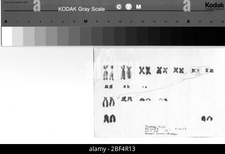 Proechimys simonsi. 18 Dec 20191 Stock Photo - Alamy