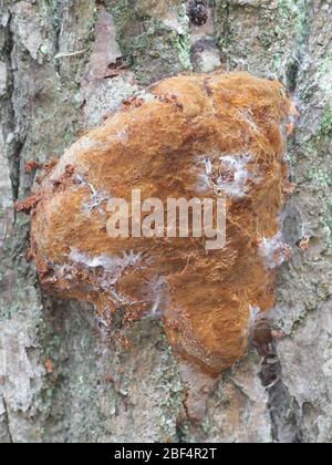 Phellinus robustus, known as robust bracket or robust conk, wild ...