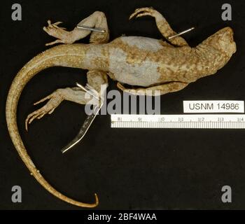 Microlophus pacificus. 2 Oct 20181 Stock Photo - Alamy