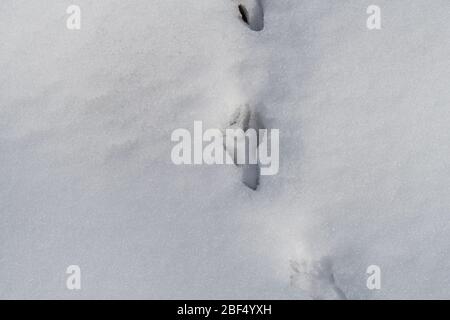 Bobwhite Quail track in fresh snow in Texas Stock Photo - Alamy
