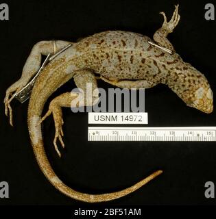 Microlophus pacificus. 2 Oct 20181 Stock Photo - Alamy