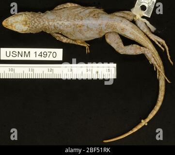 Microlophus pacificus. 2 Oct 20181 Microlophus pacificus Stock Photo ...