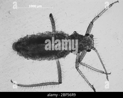 Eulachnus thunbergii. 7 Oct 20151 Stock Photo - Alamy