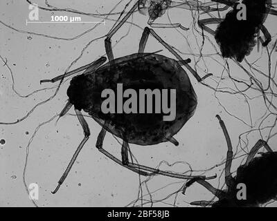 Aphis rociadae. 7 Oct 20151 Stock Photo - Alamy