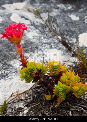 fynbos endemic cape flora at table mountain, cape town, south africa ...