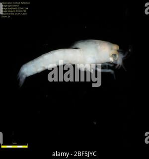 Mysidae. Fraction: 500um - 2mm, ARMS 16-1 Florida, ARMS Number: 165 Feb ...