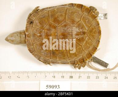 Trachemys decorata. 2 Oct 20181 Stock Photo - Alamy