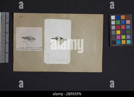 A bird head drawing by Robert Ridgway, showcasing a detailed ...