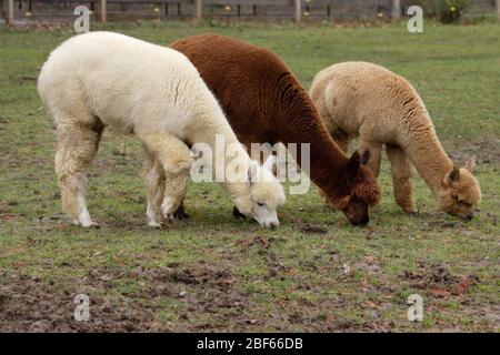 Alpaca. Ziggy,Orion,Cirrus,Species: pacos,Genus: Lama,Family: Camelidae ...