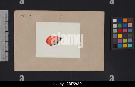 A bird head drawing by Robert Ridgway, showcasing a detailed ...