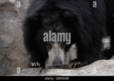 Sloth Bear family (Melursus ursinus), mother with two babies fighting ...