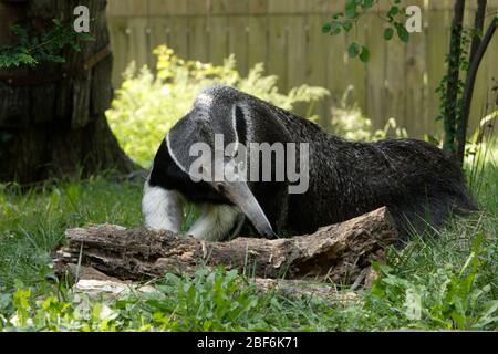 Giant Anteater. Species: tridactyla,Genus: Myrmecophaga,Family ...