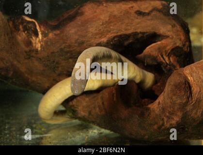Typhlonectes natans, aquatic caecilian Stock Photo - Alamy