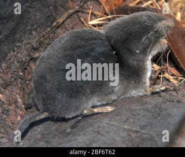 Northern Short-tailed Shrew (Blarina brevicauda), Mammalia, Macdonald ...