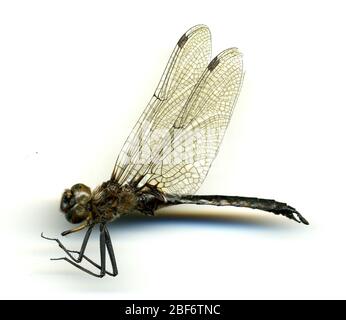 Epitheca spinigera. 19 May 20161 Stock Photo - Alamy