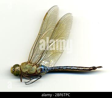 Anax junius. 21 Apr 20161 Stock Photo - Alamy