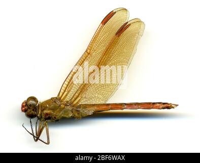 Golden-winged Skimmer (Libellula auripennis), Insecta, Texas, US Stock ...