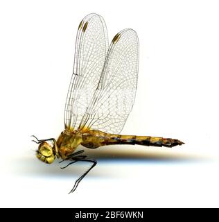Sympetrum internum. 3 Mar 20171 Stock Photo - Alamy