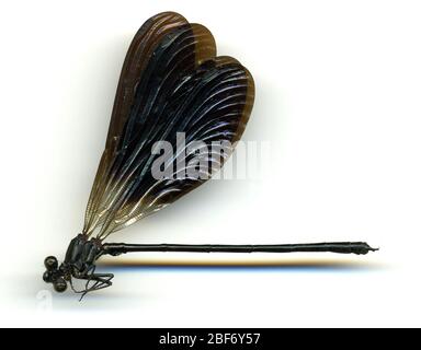 Polythore gigantea. 26 May 20161 Stock Photo - Alamy