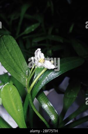 Flowering Delta arrowhead, Sagittaria platyphylla Stock Photo - Alamy