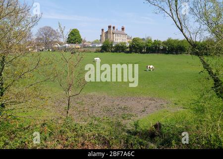 A horse in a field in Swillington,Leeds Stock Photo - Alamy