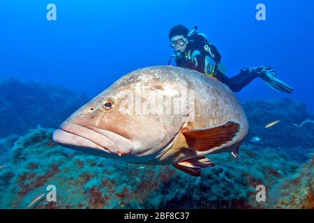 Taucher und Brauner Zackenbarsch (Epinephelus marginatus Stock Photo ...