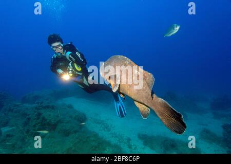 Taucher und Brauner Zackenbarsch (Epinephelus marginatus Stock Photo ...