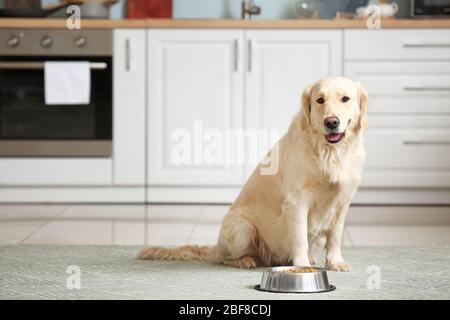 Cute dog near bowl with food at home Stock Photo - Alamy