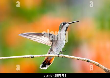 A Ruby Topaz hummingbird defending his perch in a tropical garden Stock ...