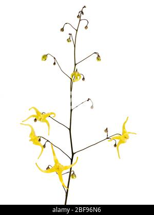 Flower's cover the ground in a garden full of snowdrops Stock Photo - Alamy