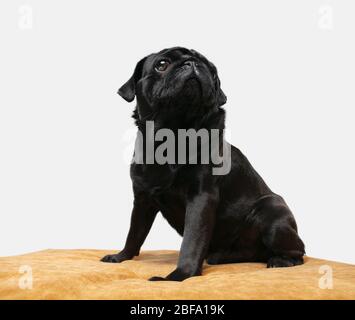 Cute dog lying on pouf in stylish modern hall Stock Photo - Alamy