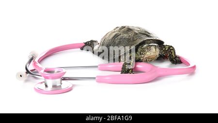 Cute turtle and stethoscope on white background Stock Photo - Alamy