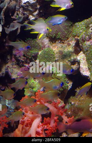 threadfin cardinalfish, apogon leptacanthus Stock Photo - Alamy