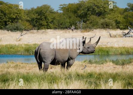 A black rhinoceros (Diceros bicornis) at a watering hole at night. The ...