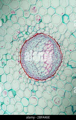 Fern stems in cross section 100x Stock Photo - Alamy