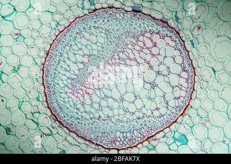 Fern stems in cross section 100x Stock Photo - Alamy