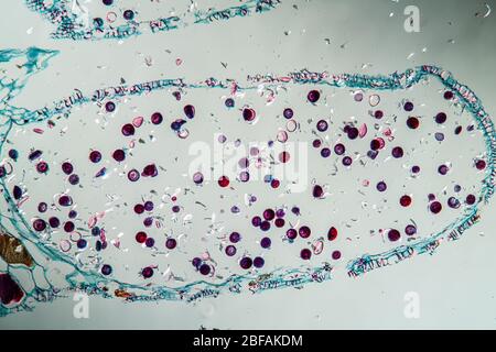 Horsetail sprout in cross section 100x Stock Photo - Alamy
